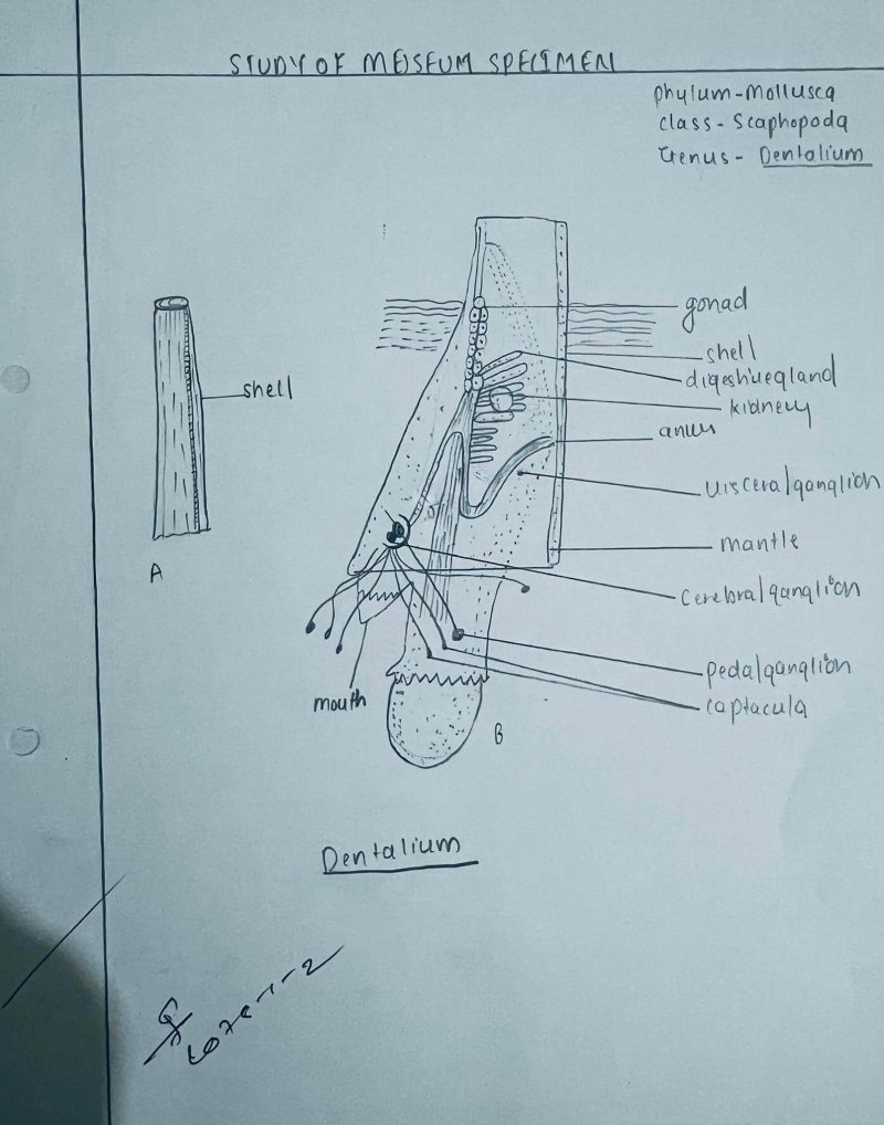 STUDY OF MUSEUM SPECIMEN OF DENTALIUM AND PECTEN (MOLLUSCA) WITH ...