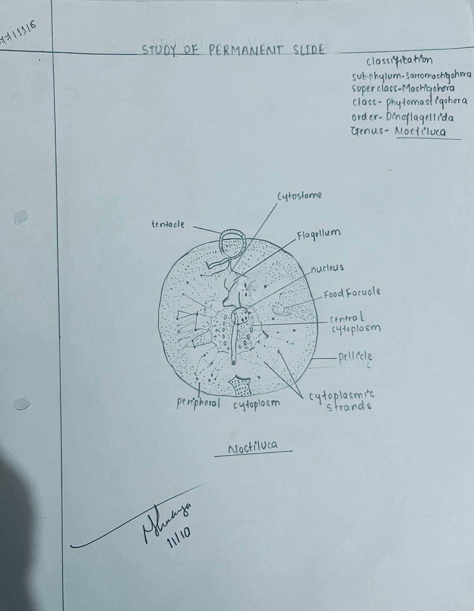 Study Of Permanent Slide Of Monocystis and Notiluca(Protozoa) with ...