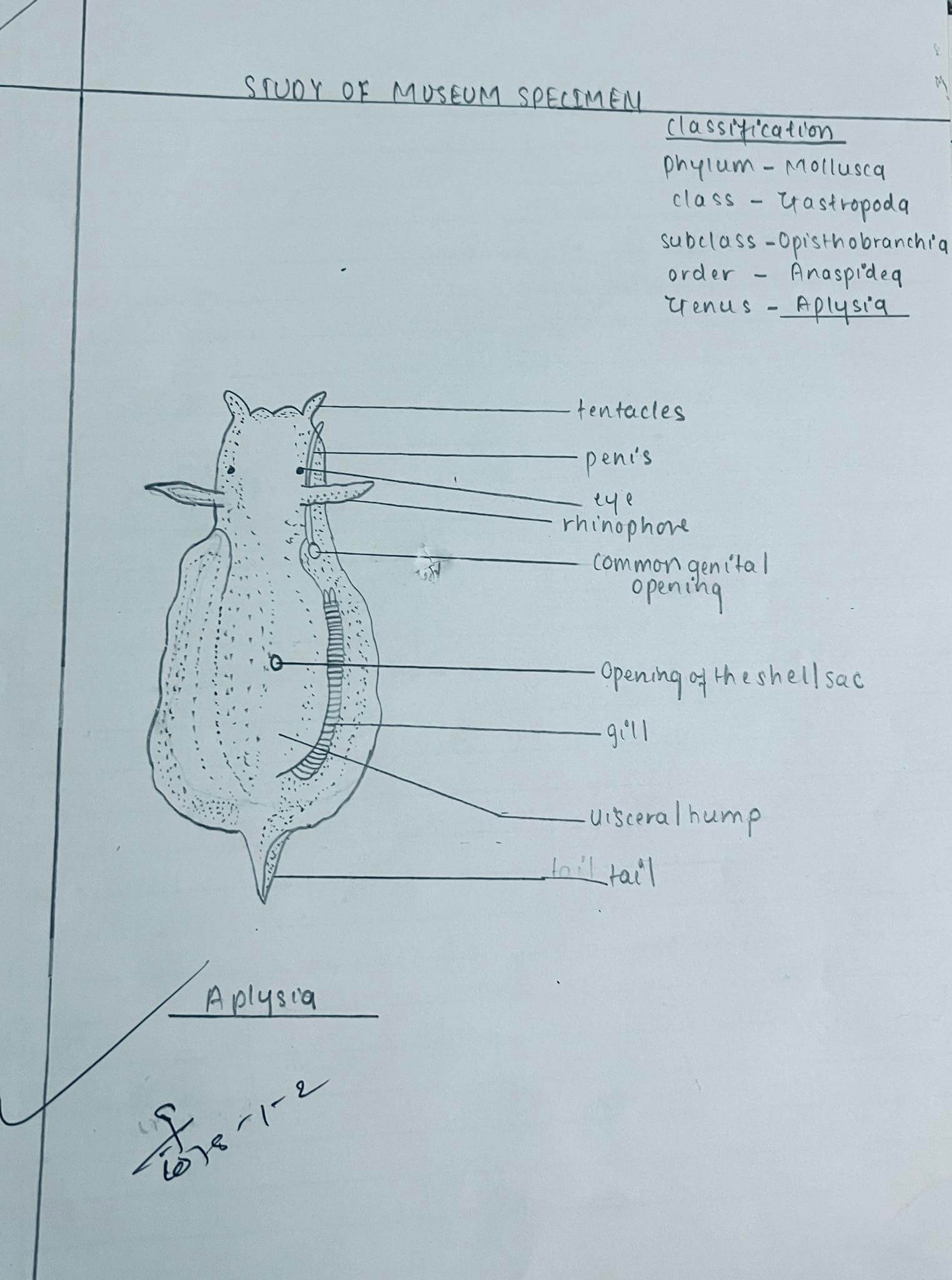 STUDY OF MUSEUM SPECIMEN OF APLYSIA AND DORIS (MOLLUSCA) WITH COMMENT ...