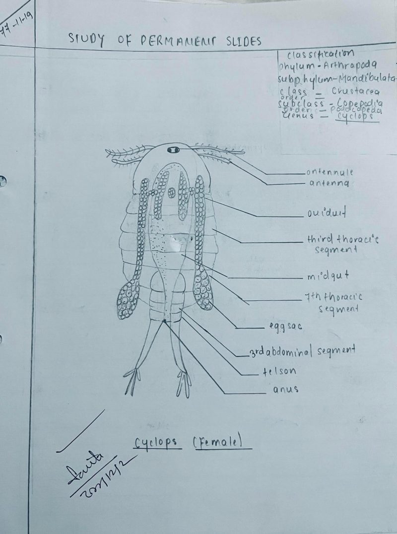 STUDY OF MUSEUM SPECIMEN OF CYCLOPS (FEMALE) AND BALANUS (ARTHROPODA ...