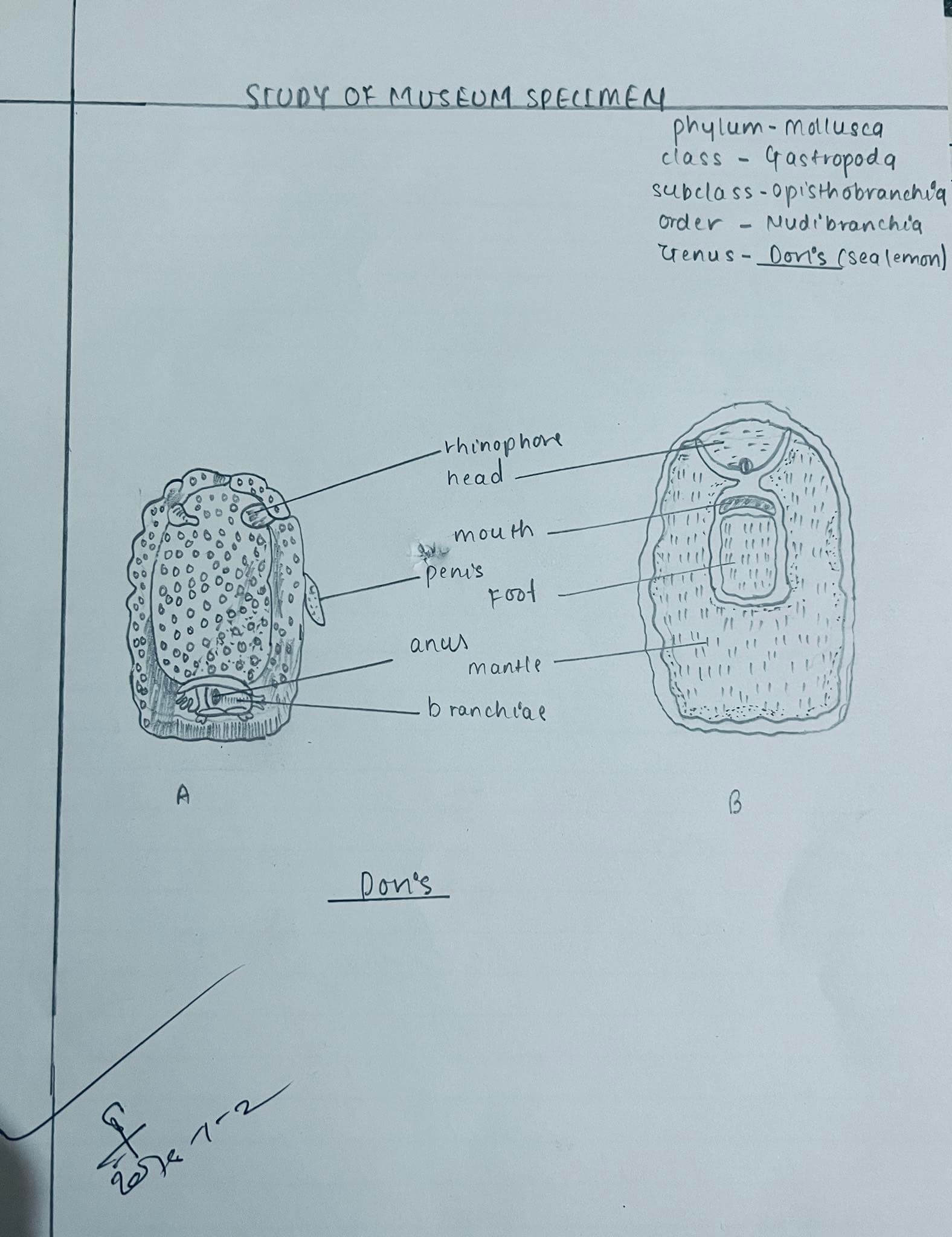 STUDY OF MUSEUM SPECIMEN OF APLYSIA AND DORIS (MOLLUSCA) WITH COMMENT ...