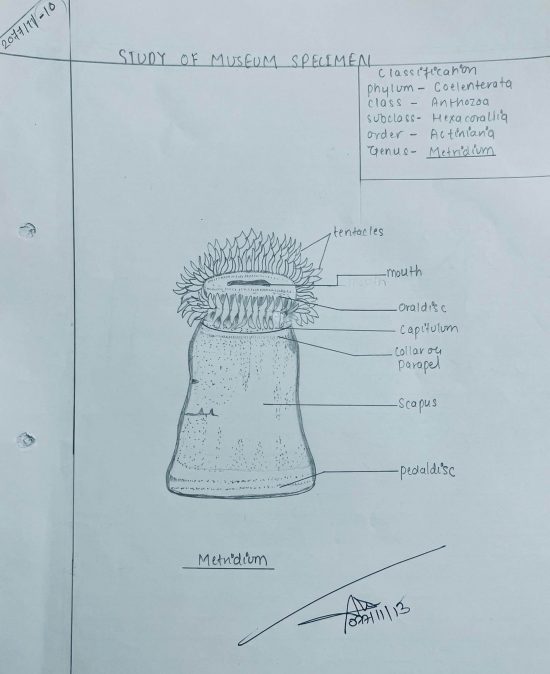 STUDY OF MUSEUM SPECIMEN OF MADREPORA AND METRIDIUM (COELENTERATA) WITH COMMENT AND DIAGRAM ...