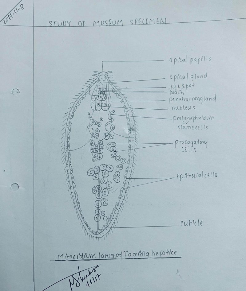 STUDY OF MUSEUM SPECIMEN OF CERCARIA LARVA AND MIRACIDIUM LARVA OF ...