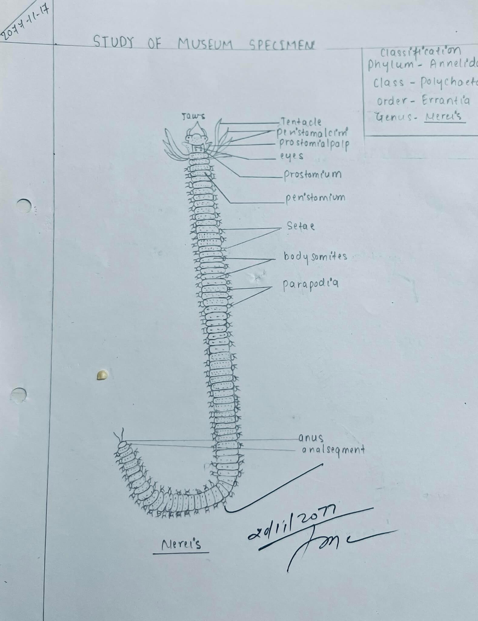 STUDY OF MUSEUM SPECIMEN OF HIRUDINARIA AND NEREIS (ANNELIDA) WITH ...
