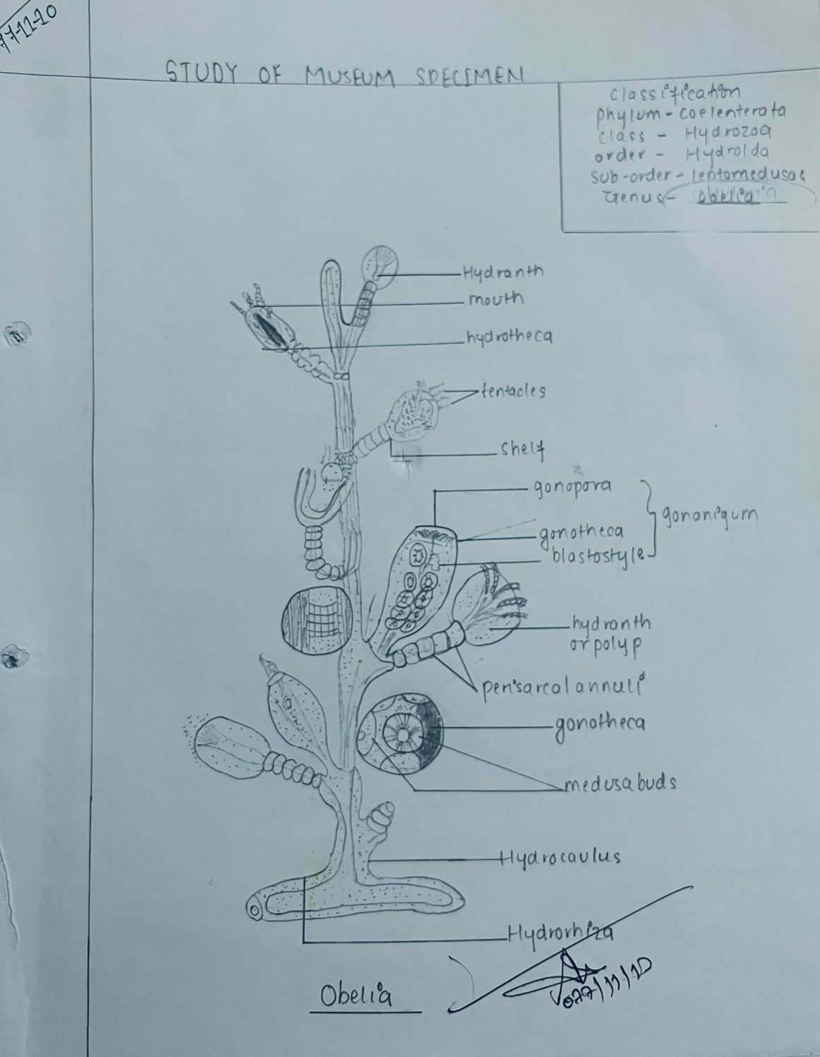 STUDY OF MUSEUM SPECIMEN OF OBELIA AND MEDUSA OF OBELIA (COELENTERATA ...