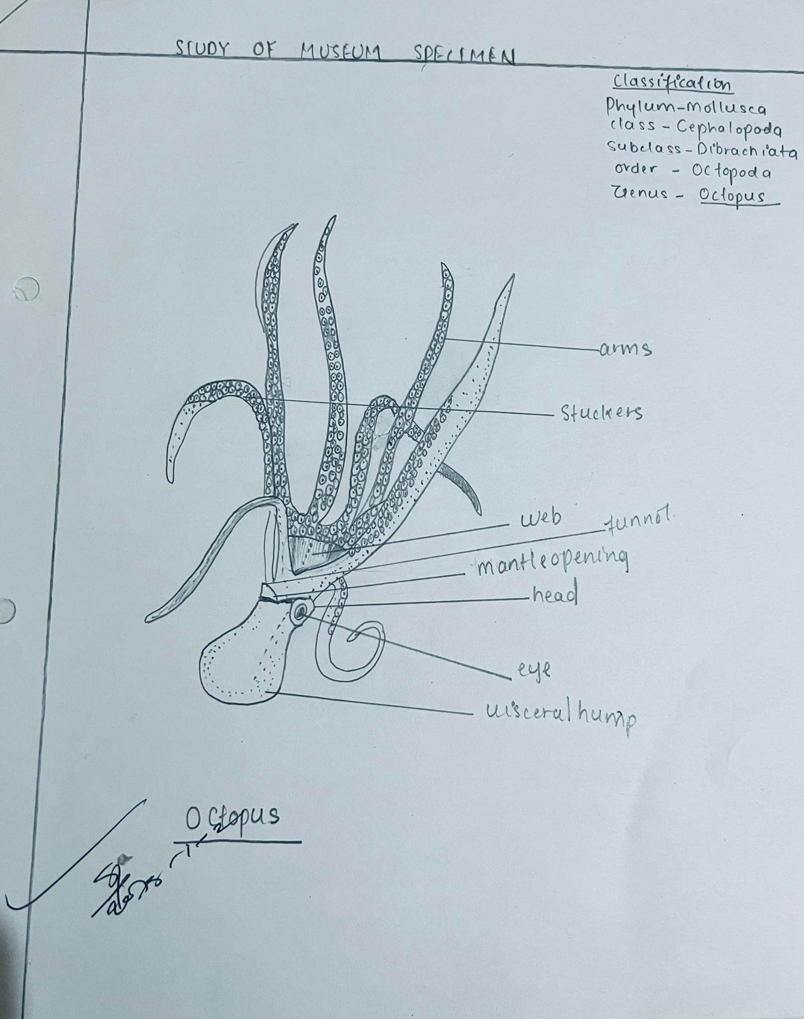 STUDY OF MUSEUM SPECIMEN OF UNIO AND OCTOPUS ( MOLLUSCA ) WITH COMMENT ...