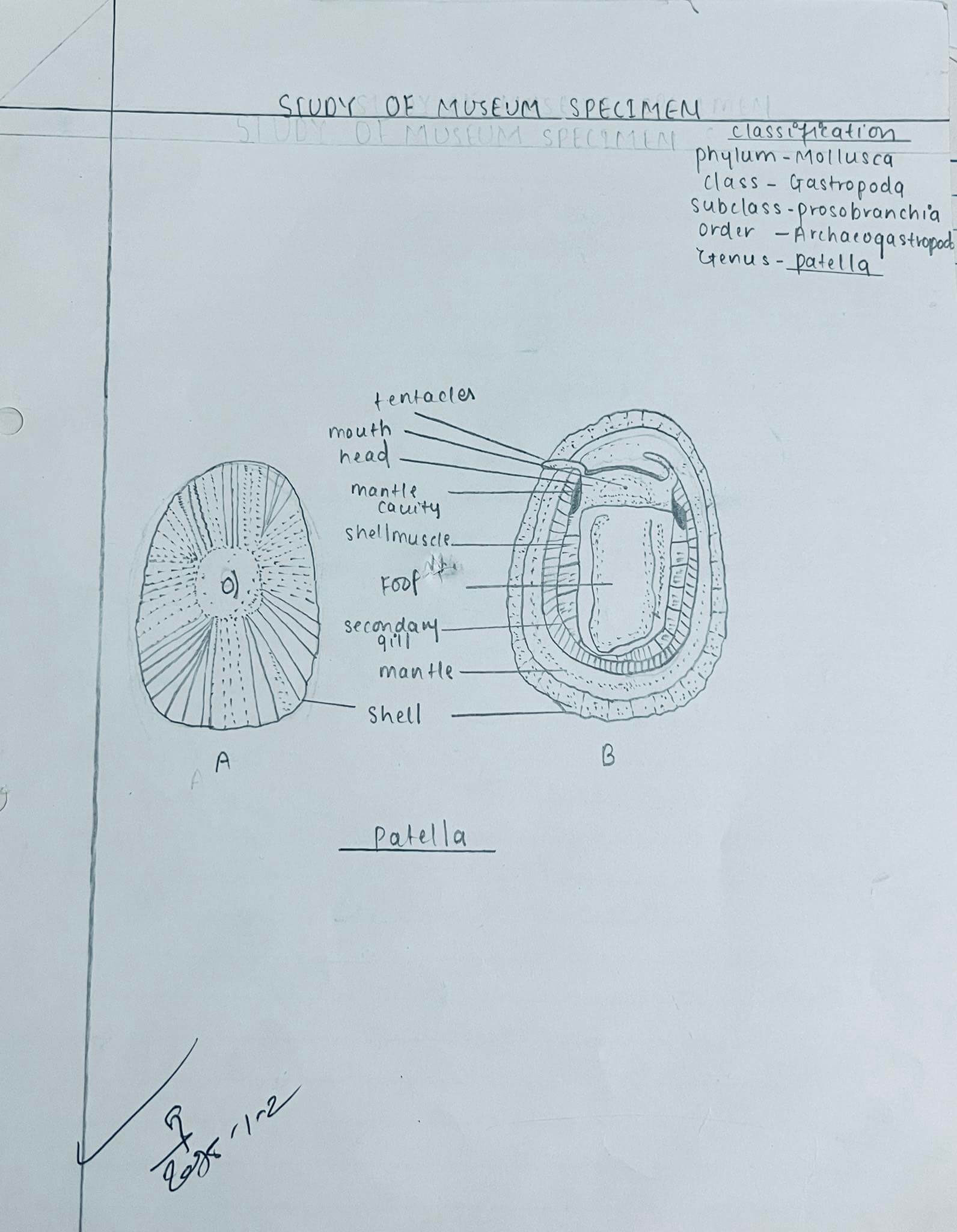 STUDY OF MUSEUM SPECIMEN OF CHITON AND PATELLA (MOLLUSCA) WITH COMMENT ...