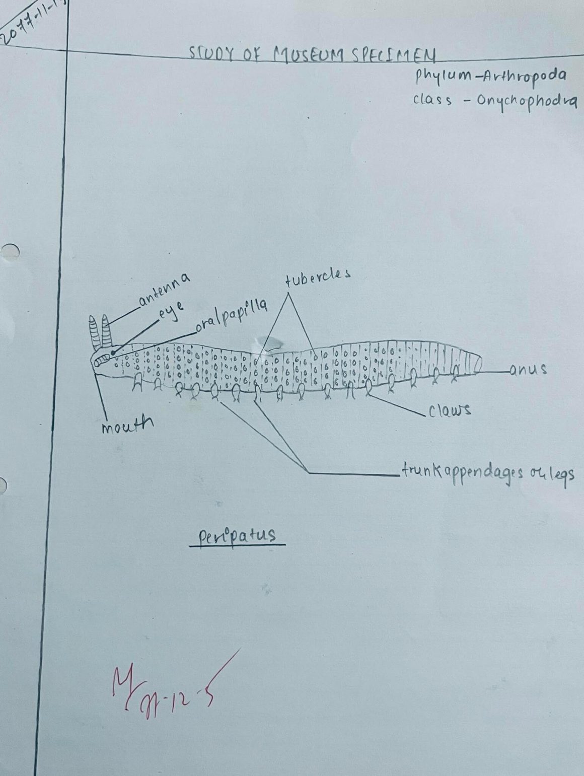 25. STUDY OF MUSEUM SPECIMEN OF PERIPATUS AND LEPISMA (ARTHROPODA) WITH ...