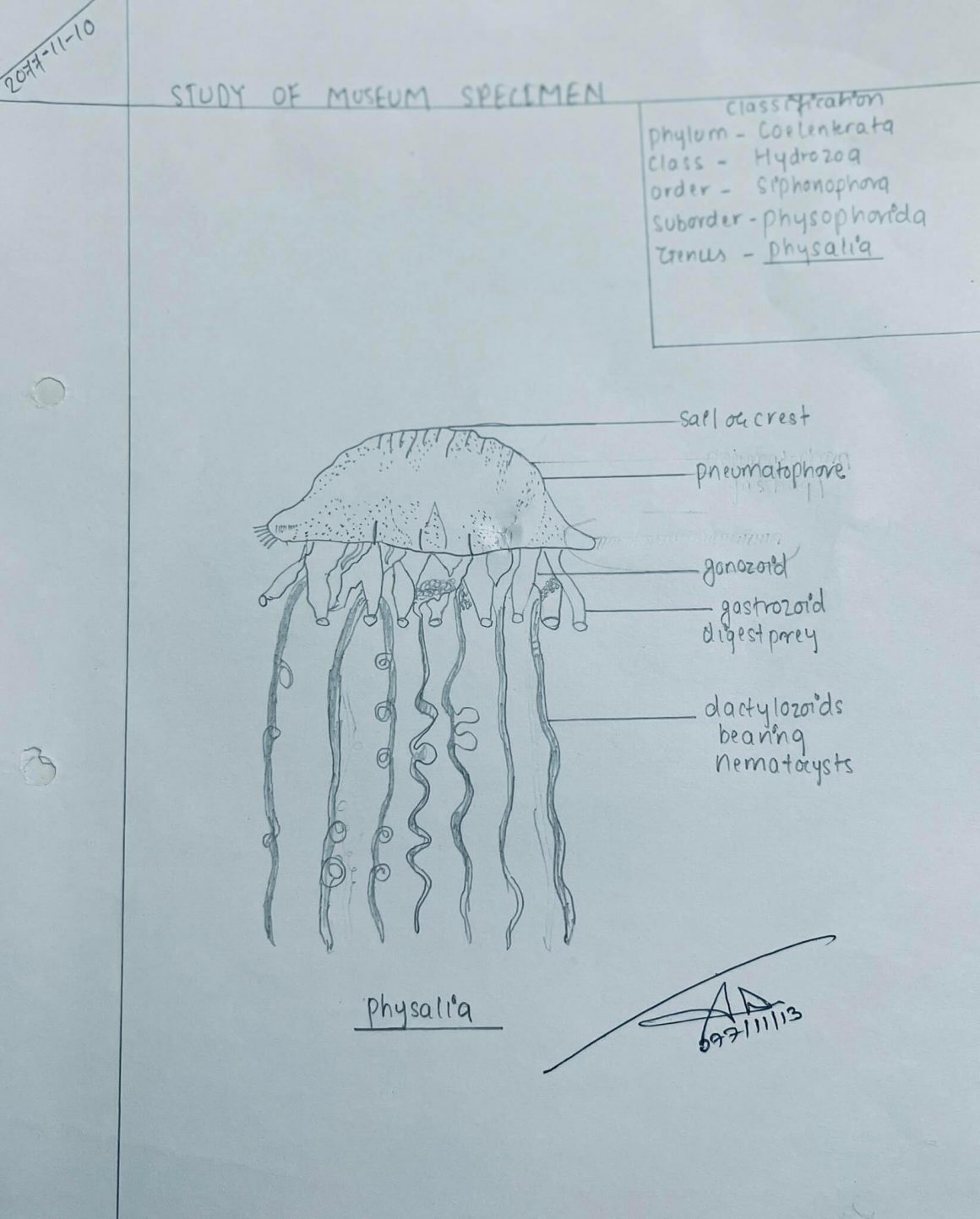 STUDY OF MUSEUM SPECIMEN OF TUBIPORA AND PHYSALIA (COELENTERATA) WITH ...