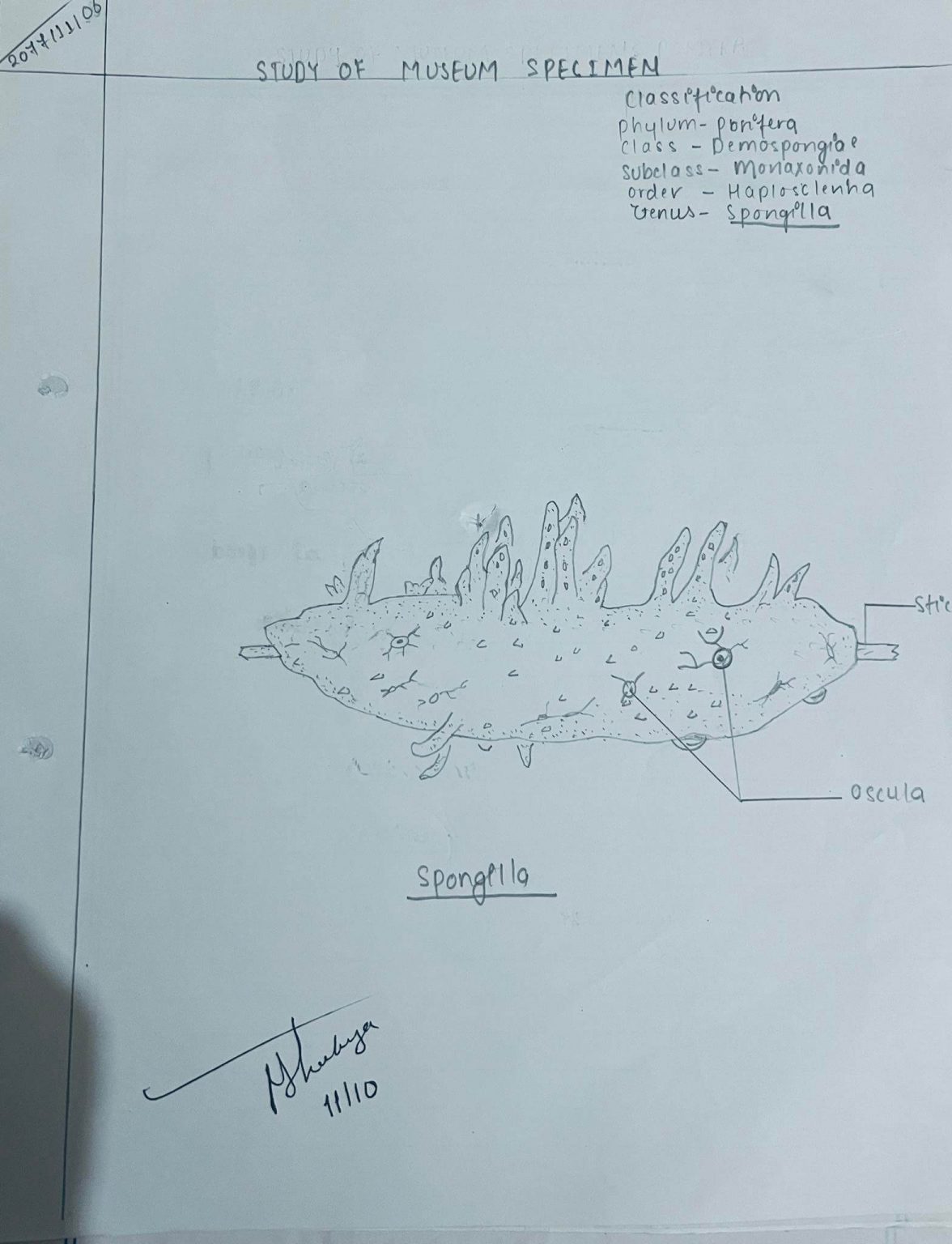 Study of museum specimen Spongilla and Sycon(Porifera) with Comments ...