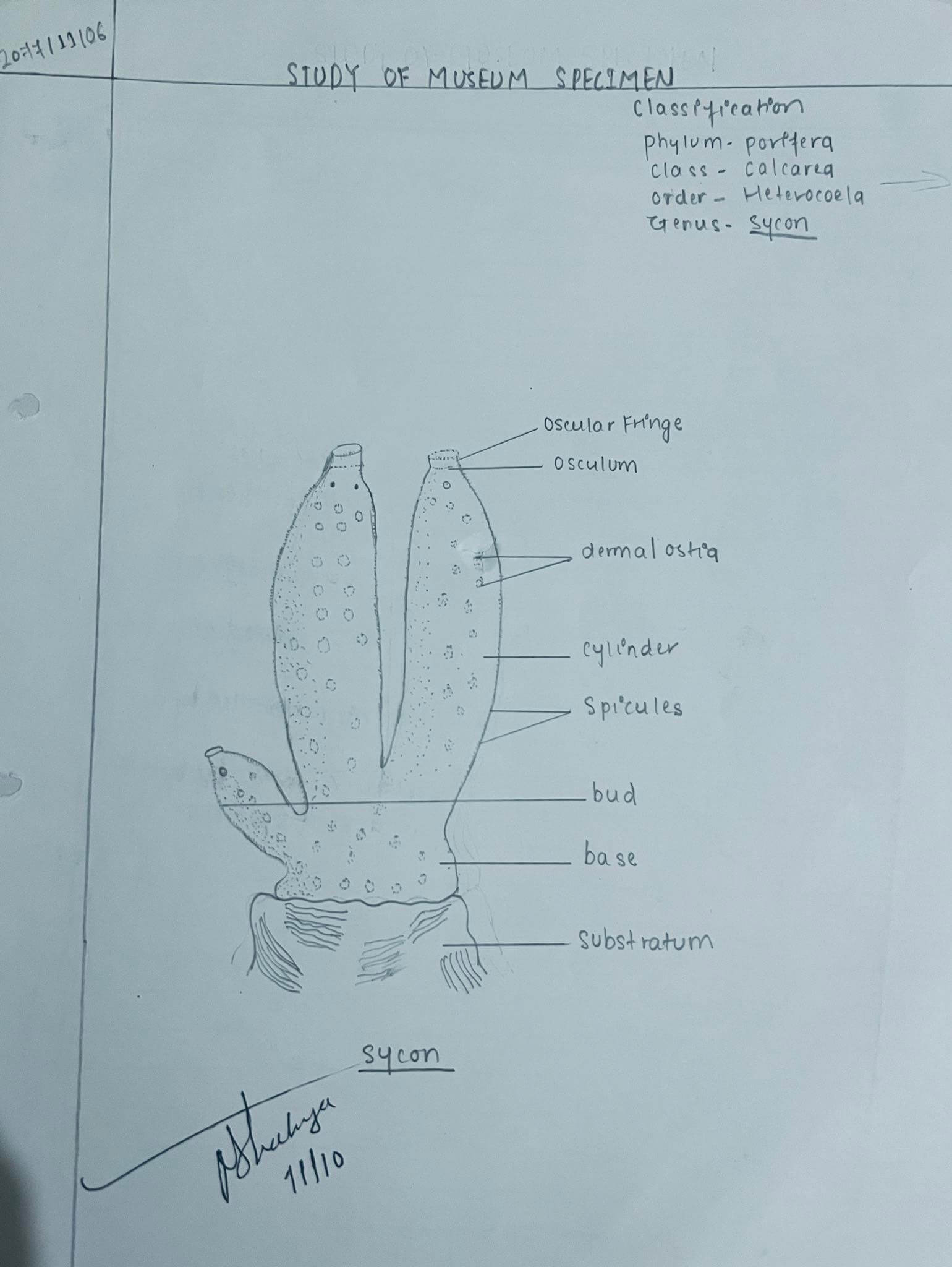 Study of museum specimen Spongilla and Sycon(Porifera) with Comments ...
