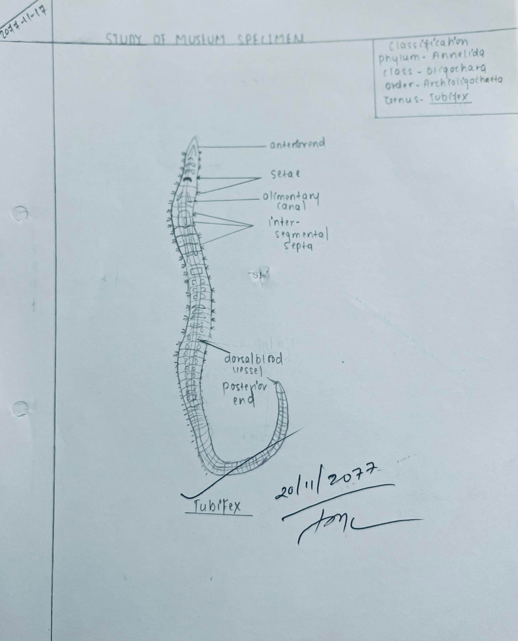 STUDY OF MUSEUM SPECIMEN OF ARENICOLA AND TUBIFEX (ANNELIDA) WITH ...