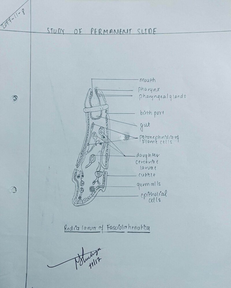 8. STUDY OF PERMANENT SLIDE OF SPOROCYST AND REDIA LARVA OF FASCIOLA ...