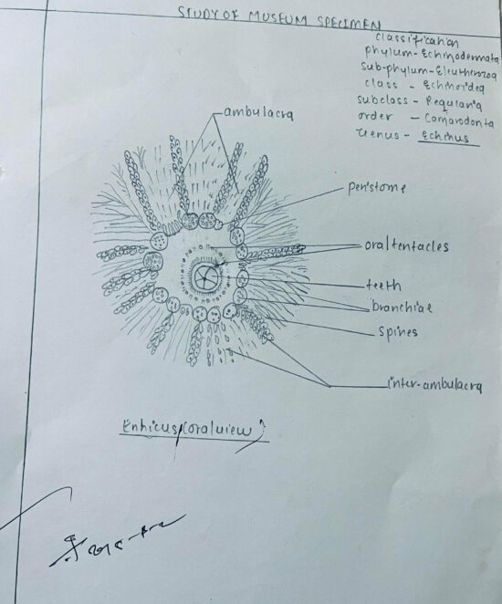 6. Study Of Museum Specimen Of Echinus and Cucumaria(Echinodermata ...